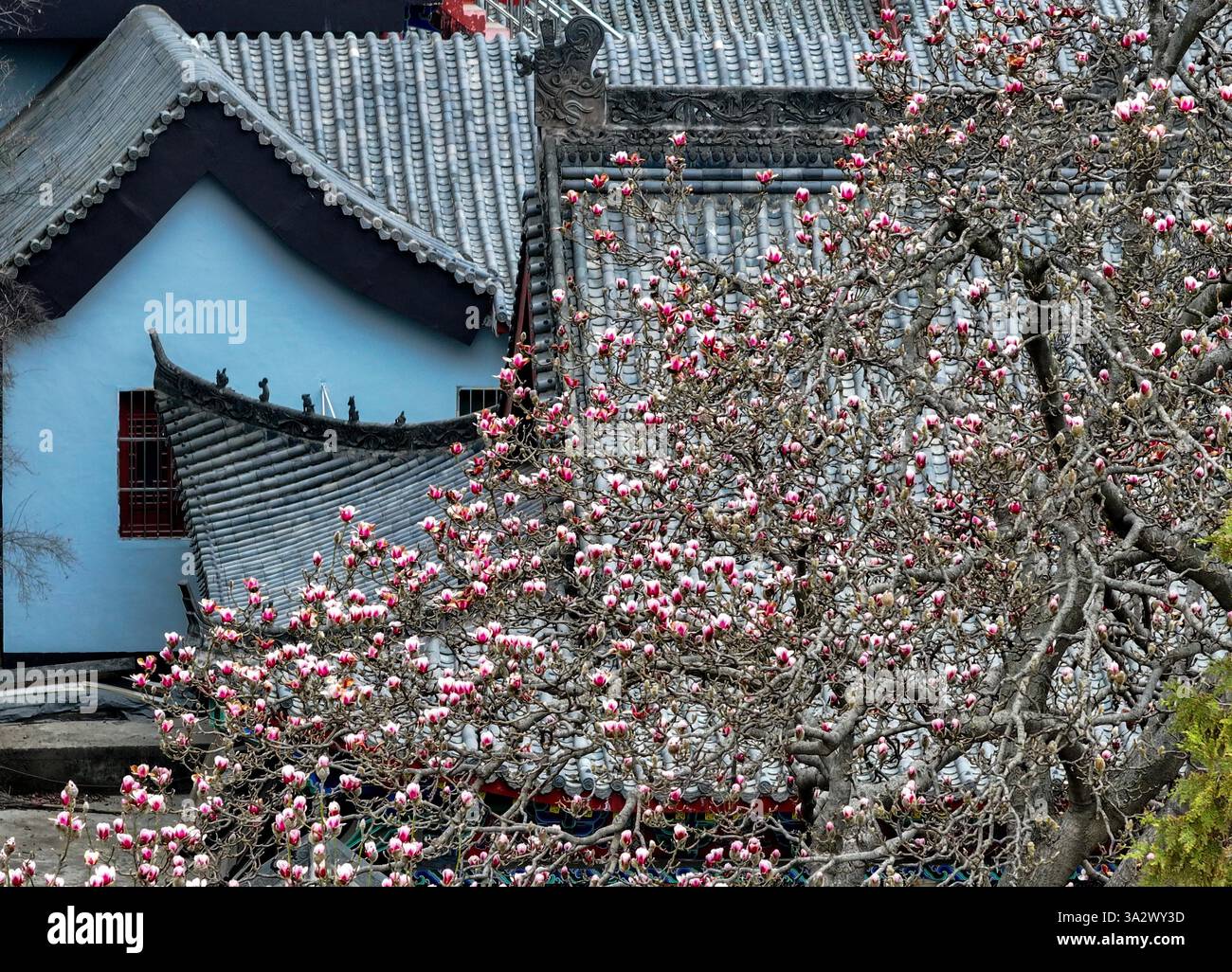 Magnolia flowers are in full bloom in Xi'an City, northwest China's ...