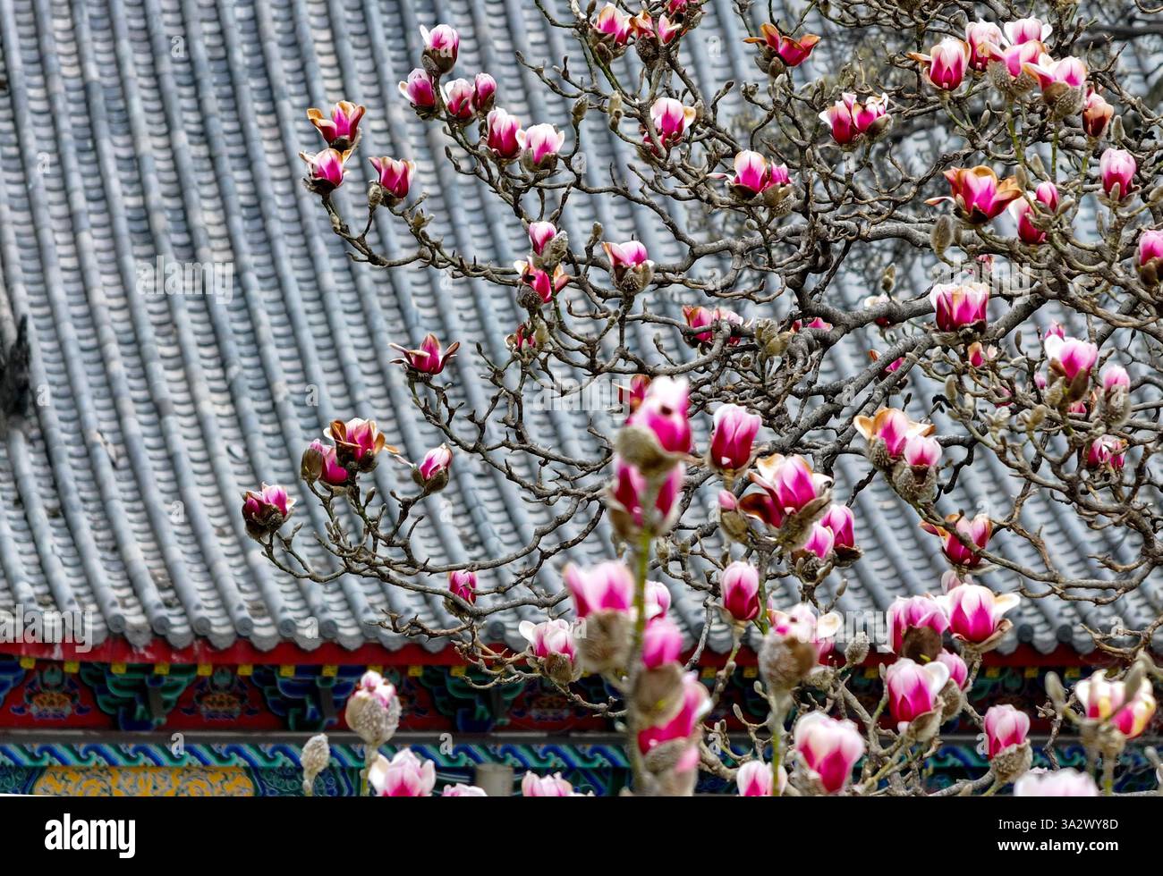 Magnolia flowers are in full bloom in Xi'an City, northwest China's ...