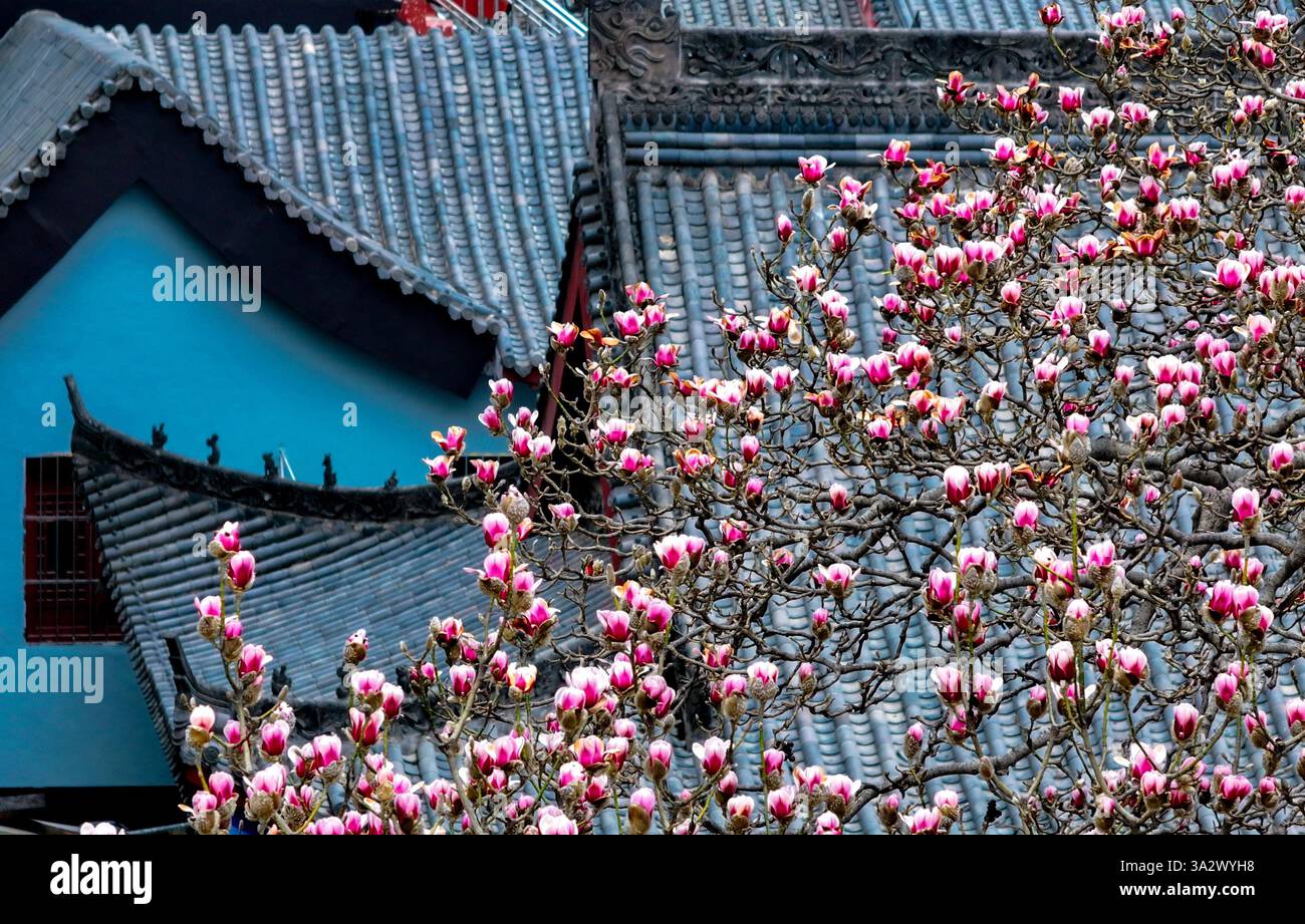 Magnolia flowers are in full bloom in Xi'an City, northwest China's ...