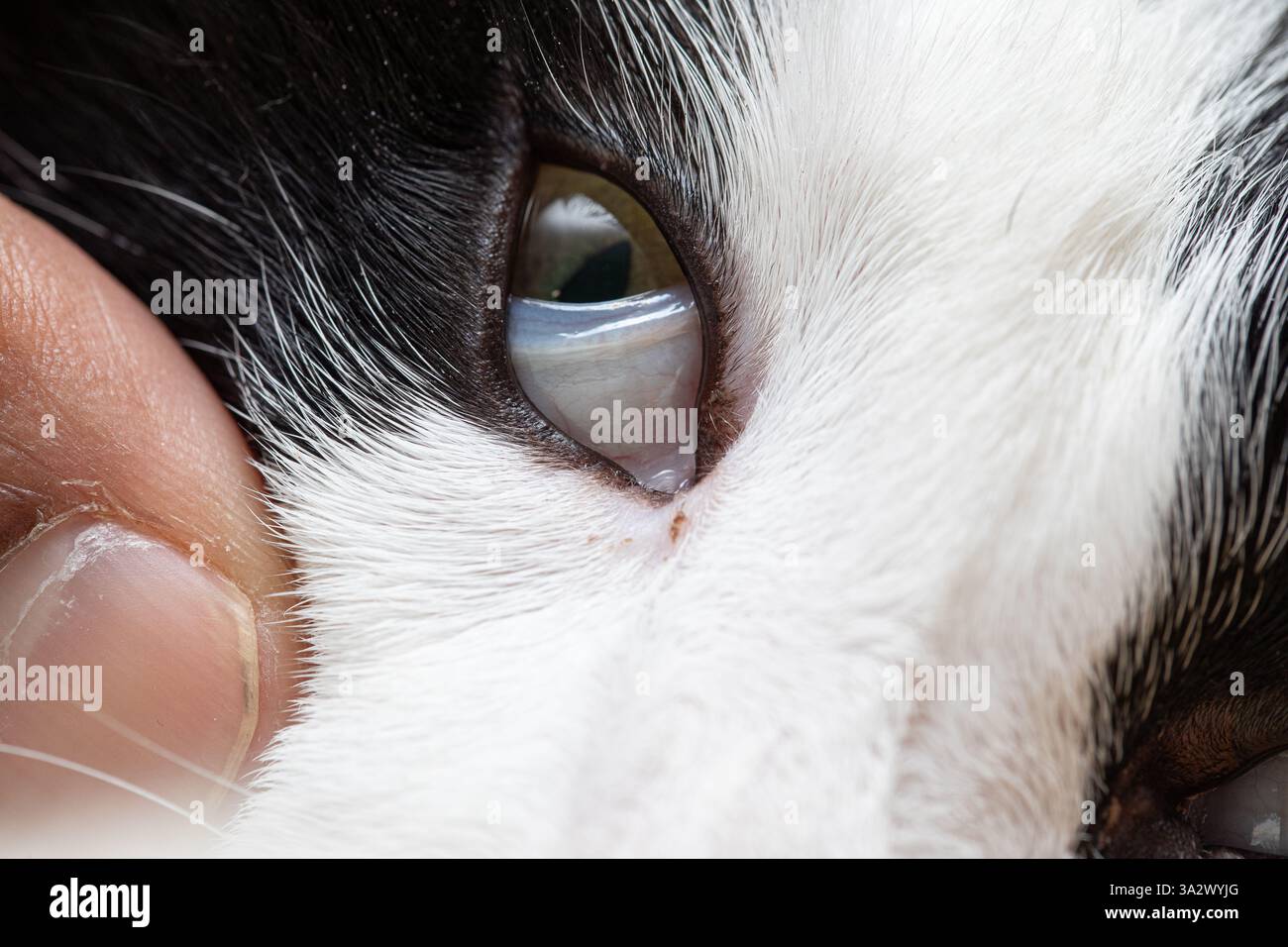 Close-up of a veterinarian examining a cat's eye, checking for signs of ...