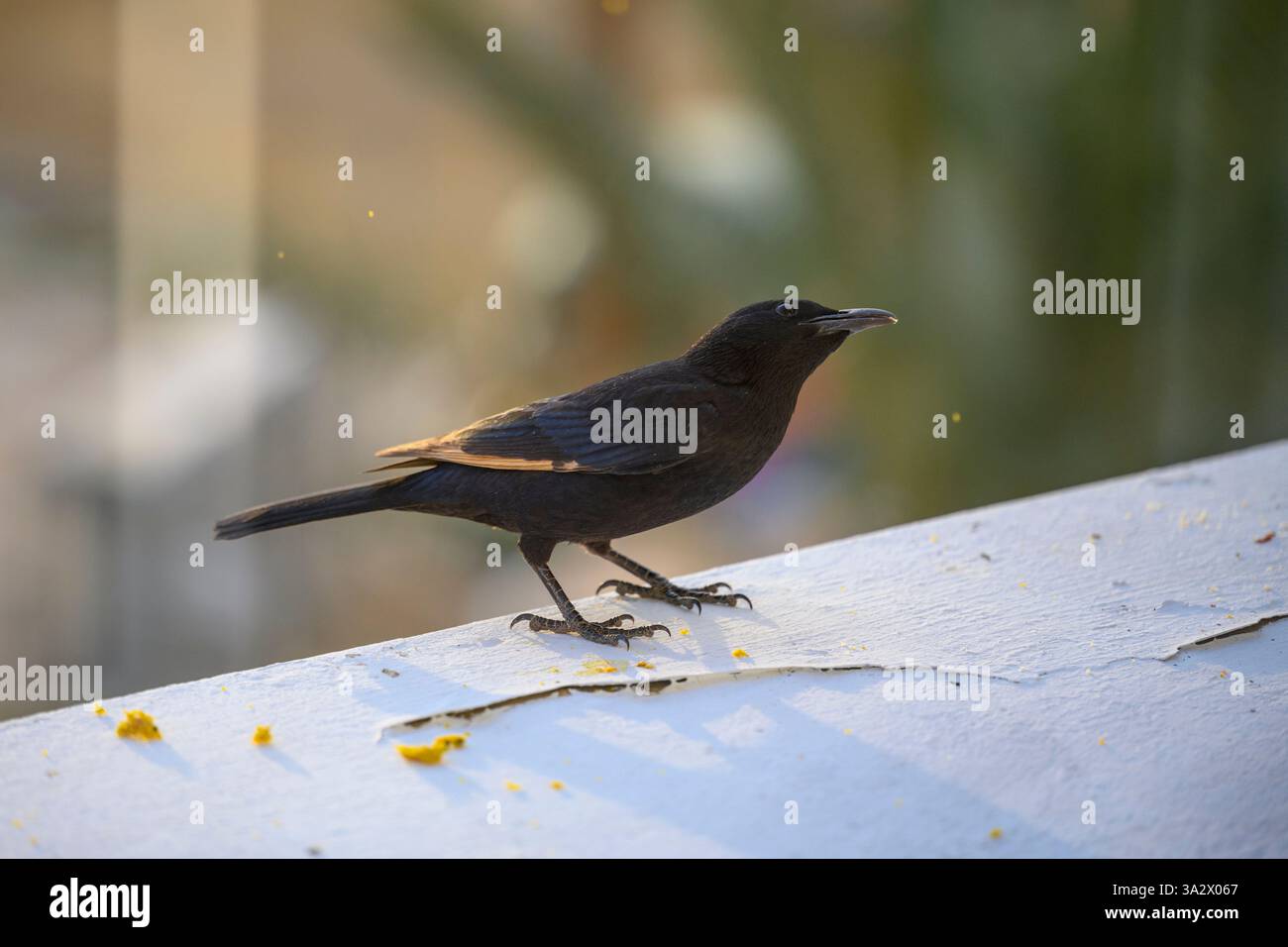 Tristram's starling (Onychognathus tristramii زرزور أسود ), also known ...