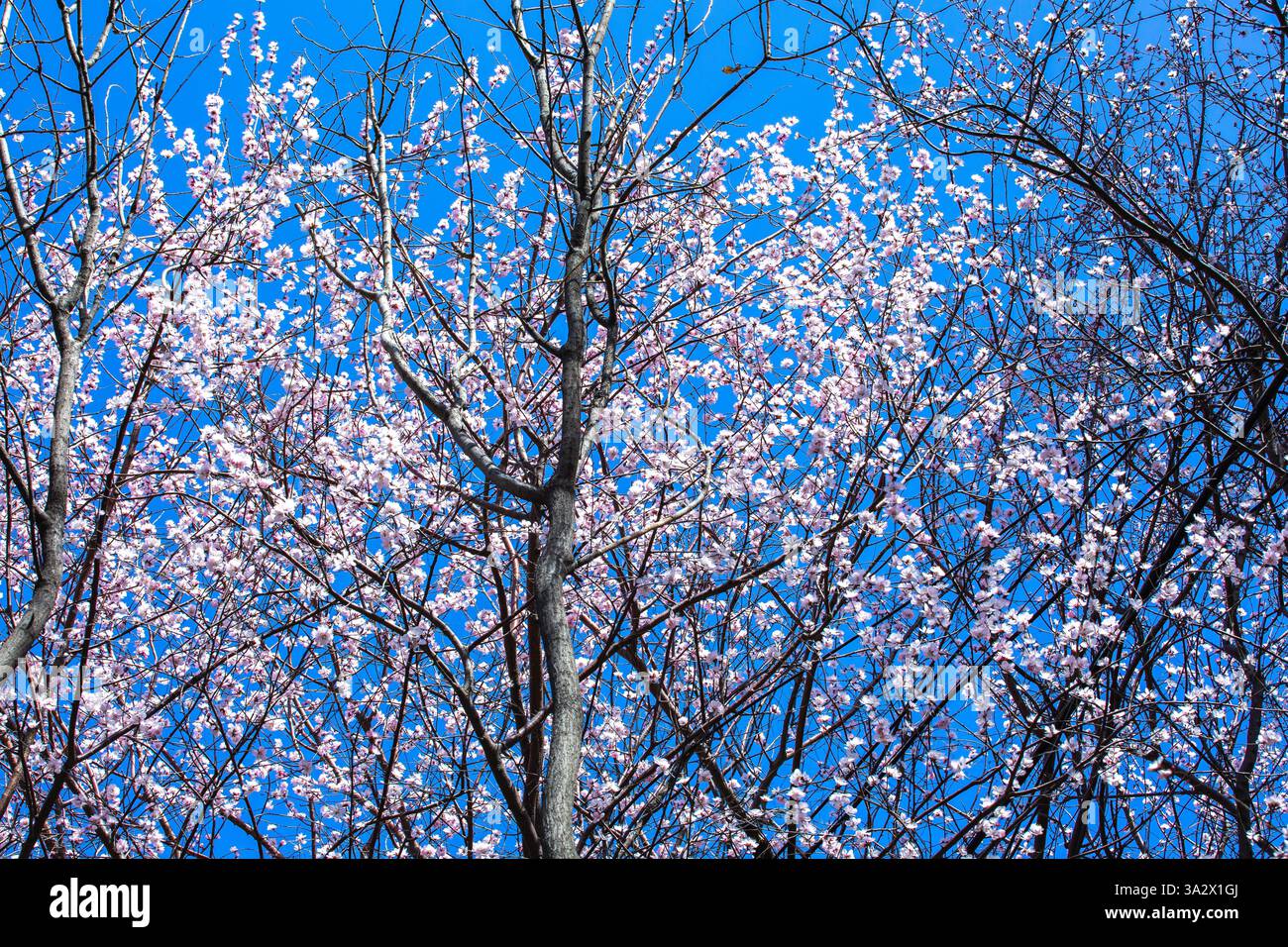Spring scenery in Beijing, China, 12 March, 2025 Stock Photo - Alamy