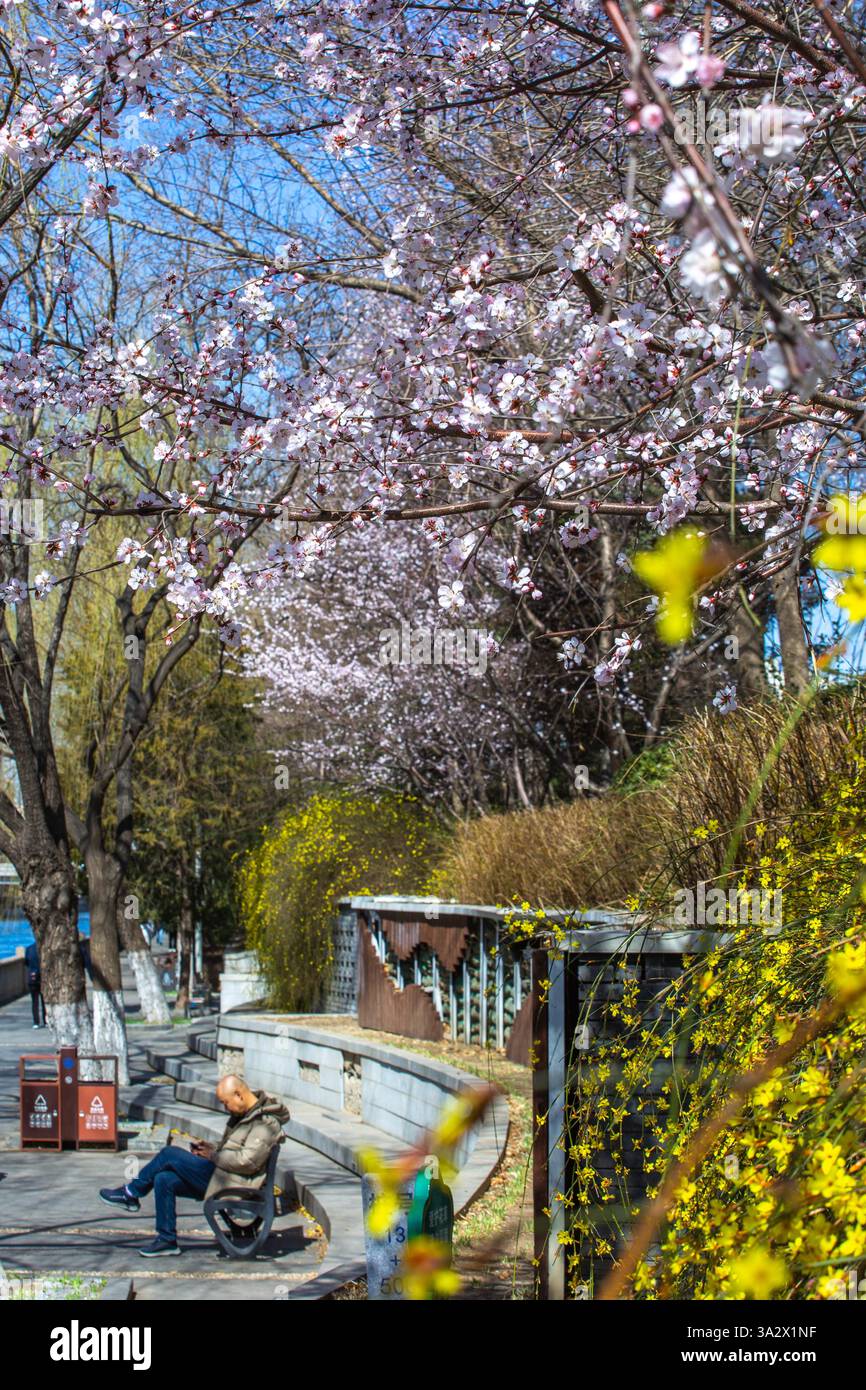 Spring scenery in Beijing, China, 12 March, 2025 Stock Photo - Alamy