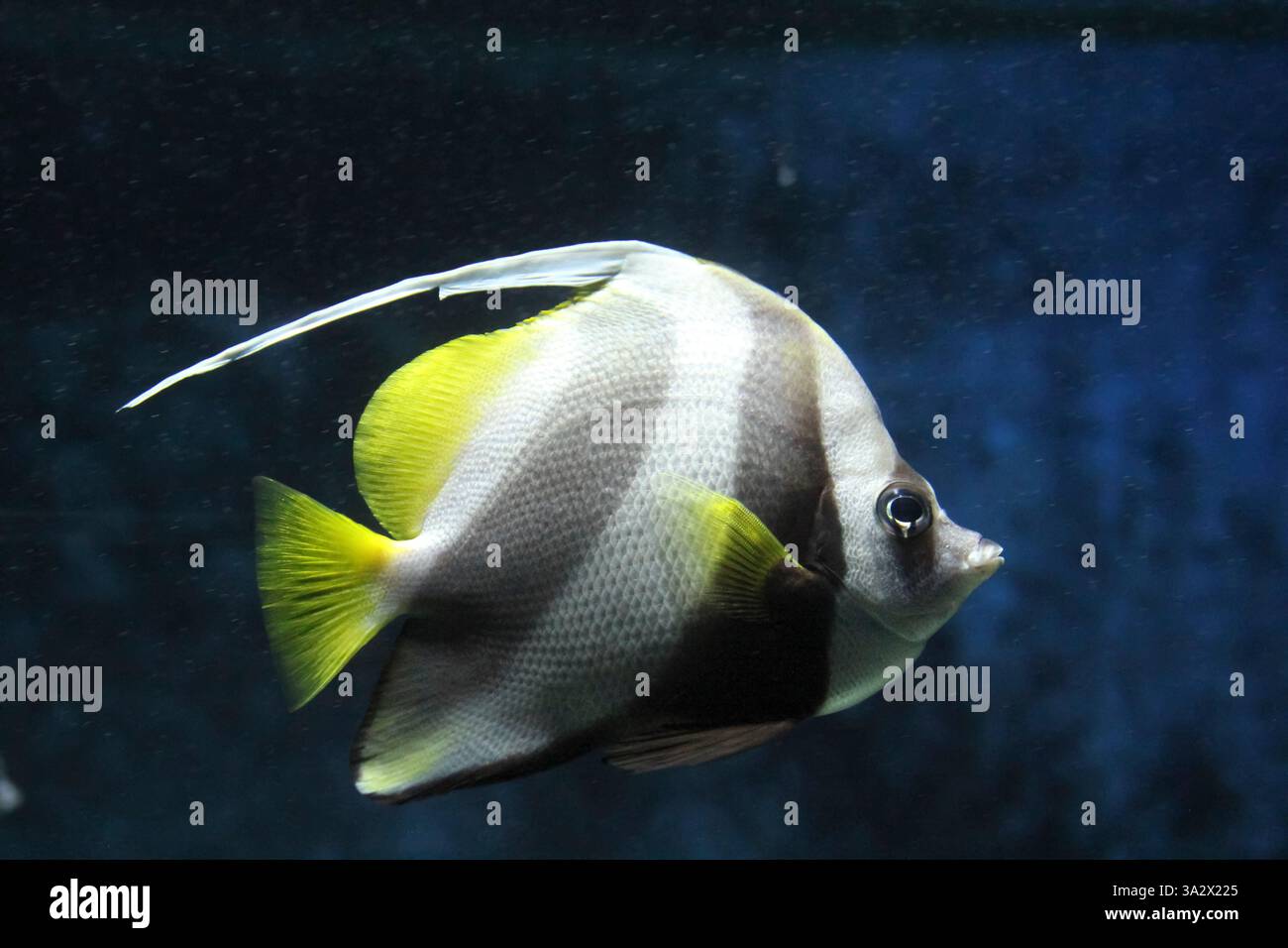 The pennant coralfish (Heniochus acuminatus), also known as the longfin ...