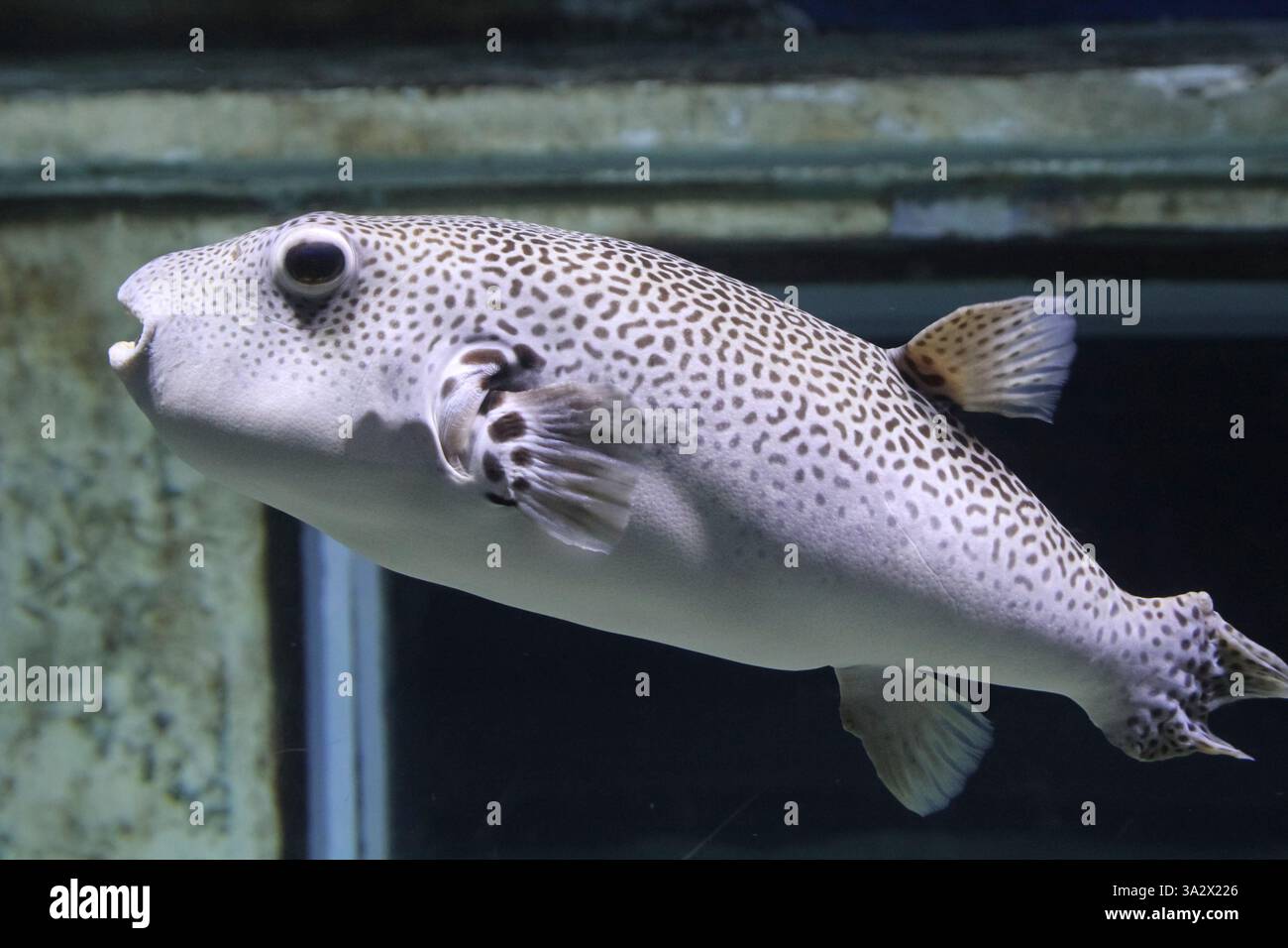 Star Puffer (Arothron stellatus) in an aquarium Stock Photo - Alamy