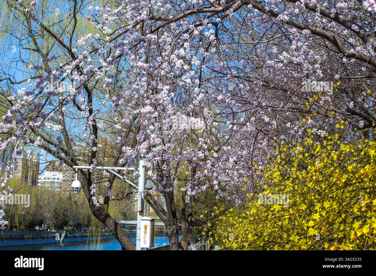 Spring scenery in Beijing, China, 12 March, 2025 Stock Photo - Alamy