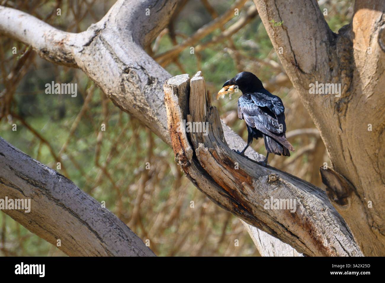 The fan-tailed raven (Corvus rhipidurus) is a passerine bird of the ...