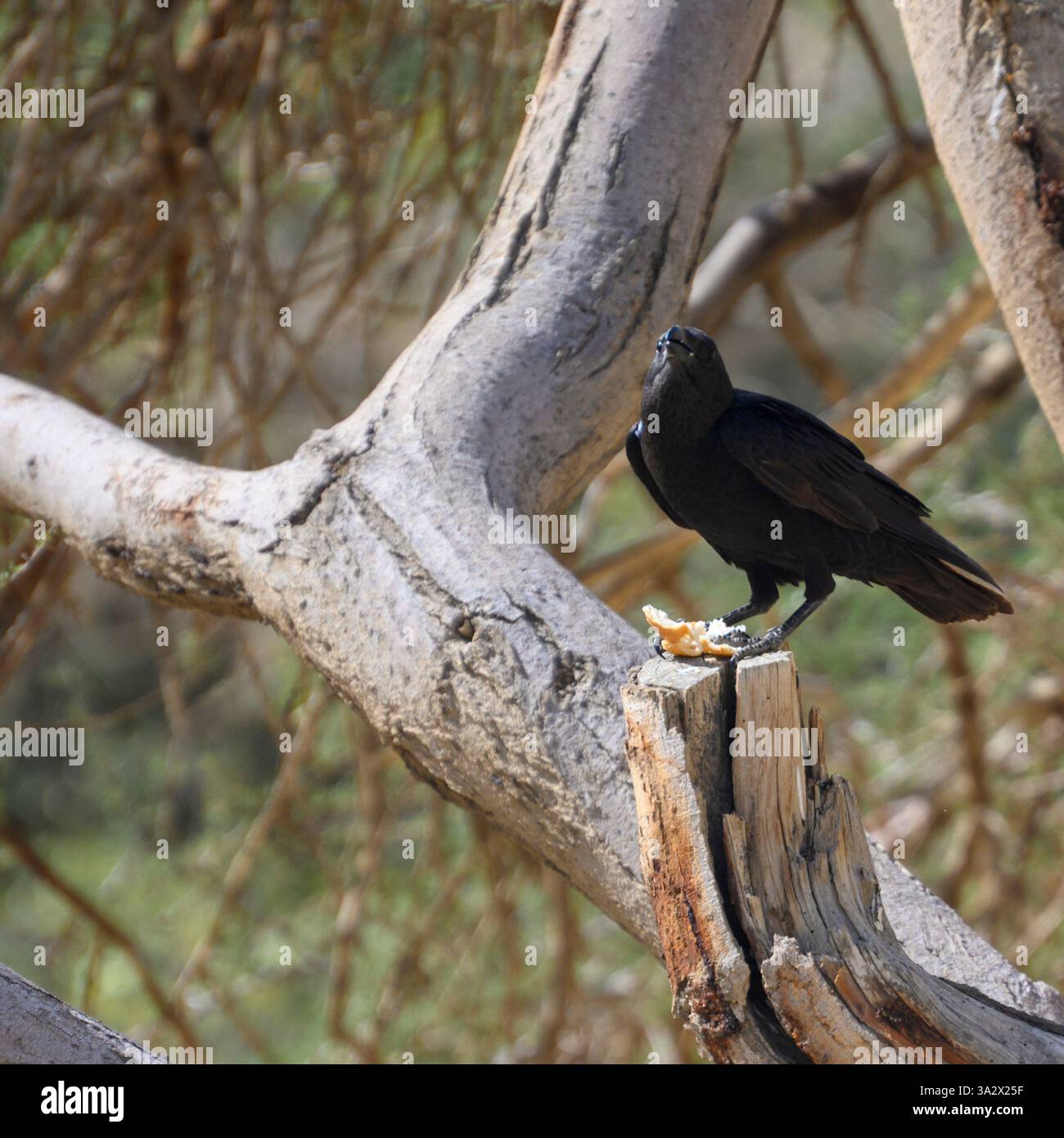 The fan-tailed raven (Corvus rhipidurus) is a passerine bird of the ...