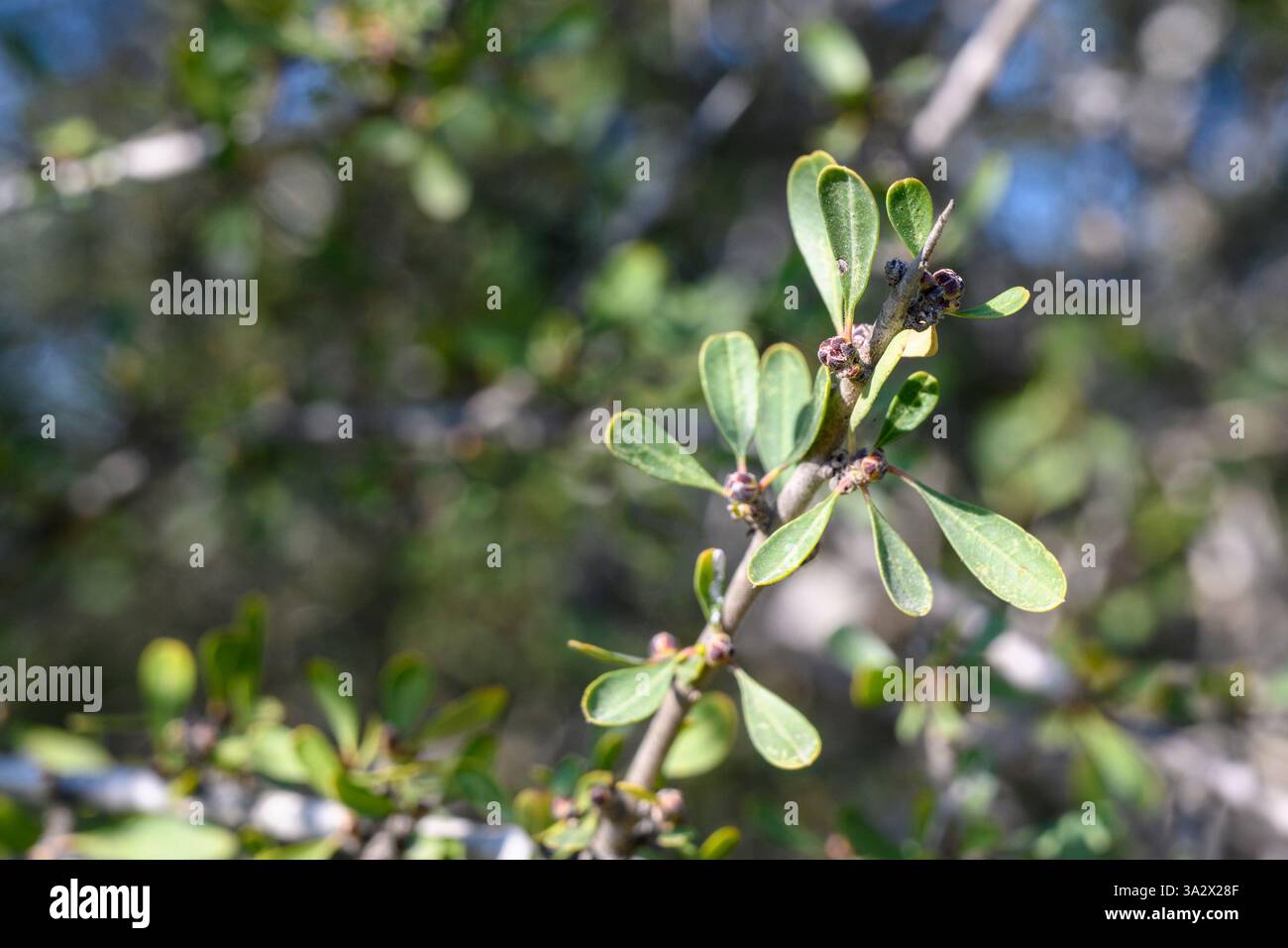 Rhamnus lycioides, the black hawthorn, European buckthorn, or ...