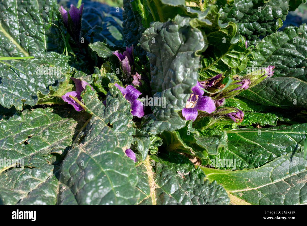 Mandrake plant hi-res stock photography and images - Alamy