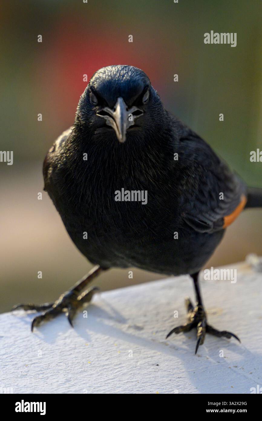 Tristram's starling (Onychognathus tristramii زرزور أسود ), also known ...