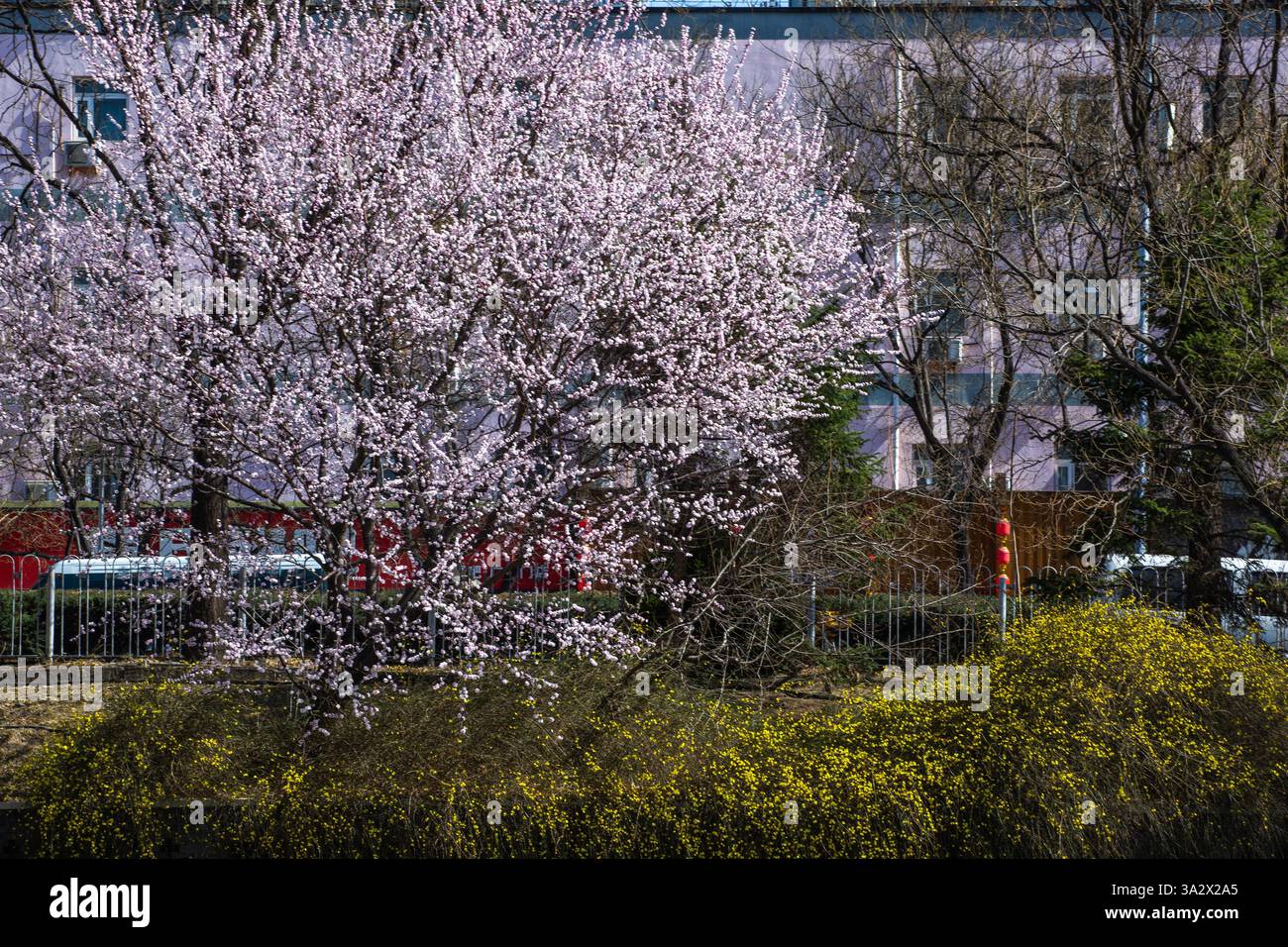 Spring scenery in Beijing, China, 12 March, 2025 Stock Photo - Alamy