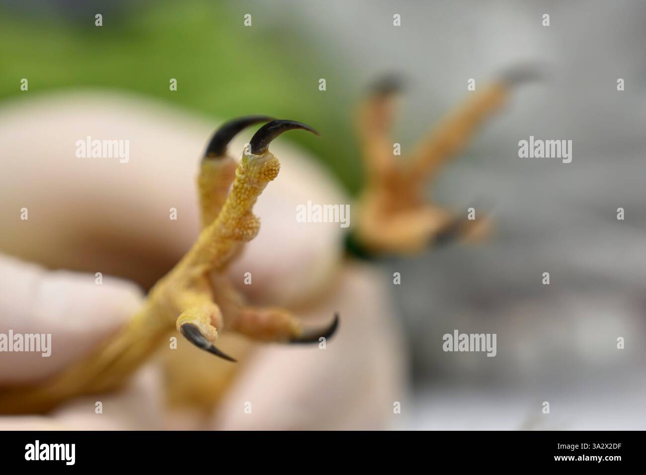 close up of the claws and talons of a Common kestrel Falco tinnunculus ...