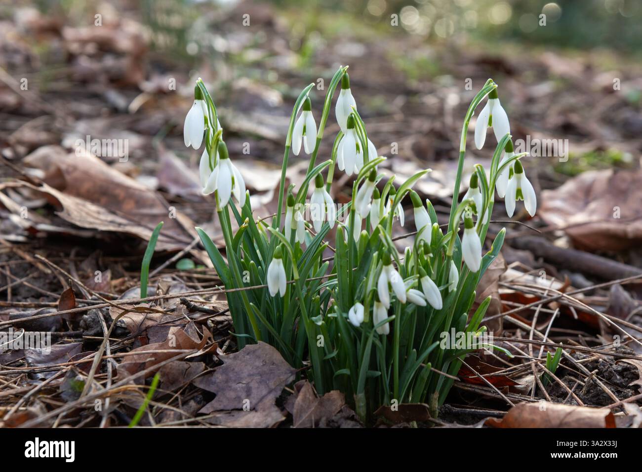 Flowers of snowdrop spring in the garden gracefully emerging from the ...