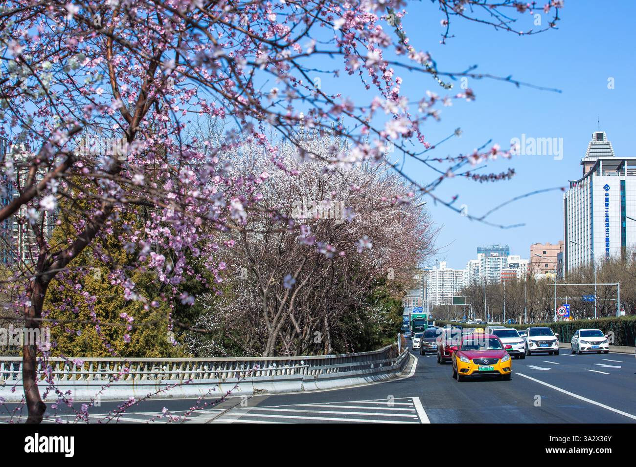 Spring scenery in Beijing, China, 12 March, 2025 Stock Photo - Alamy
