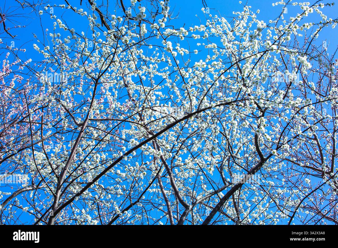 Spring scenery in Beijing, China, 12 March, 2025 Stock Photo - Alamy