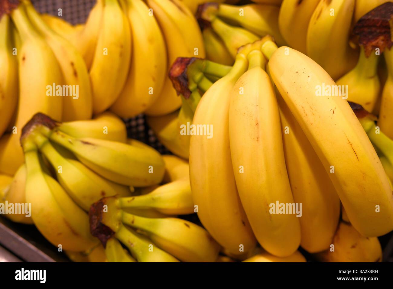 Musa balbisian hi-res stock photography and images - Alamy
