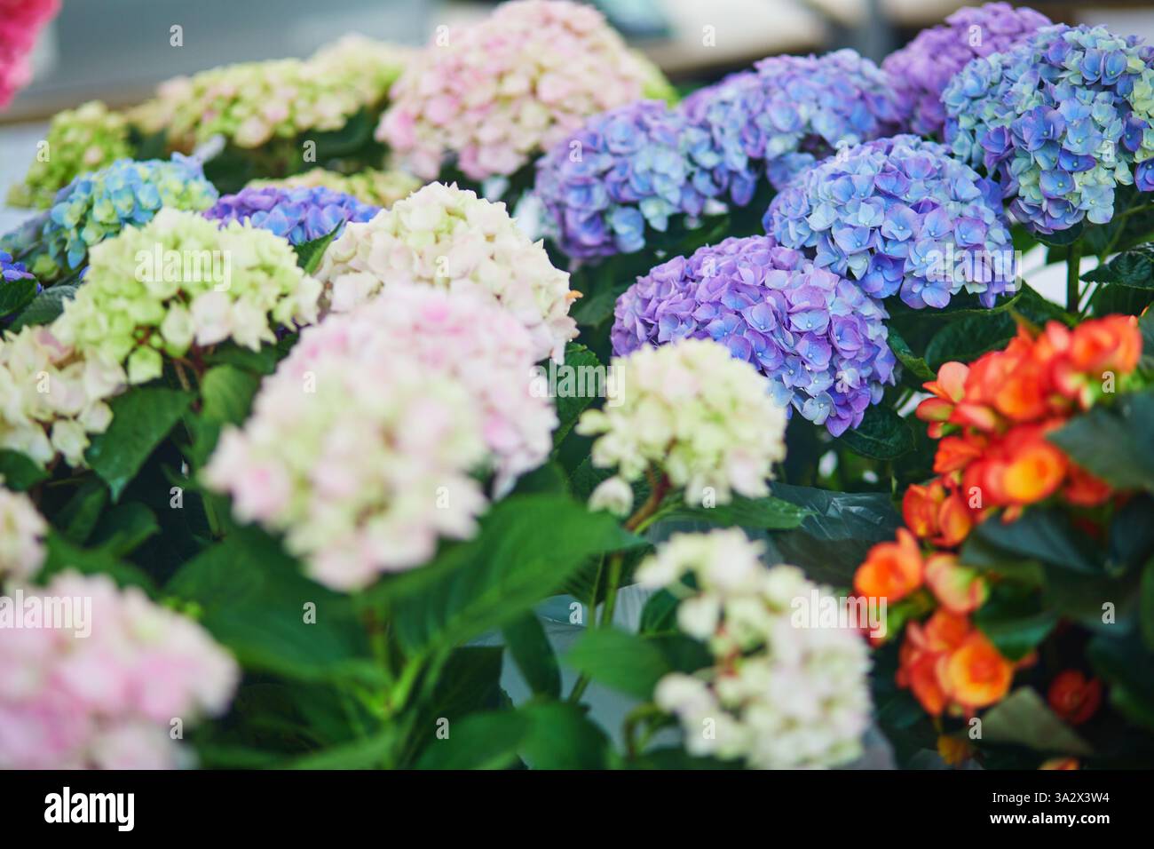 Hydrangea flowers on farmer market in Paris, France. Typical European ...