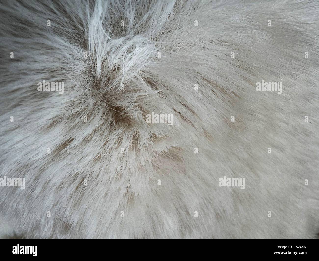 Soft and fluffy grey fur texture captured in natural light during ...