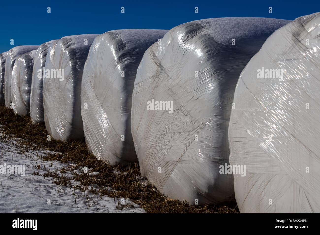 White plastic-wrapped cylindrical hay bales line up neatly against a ...