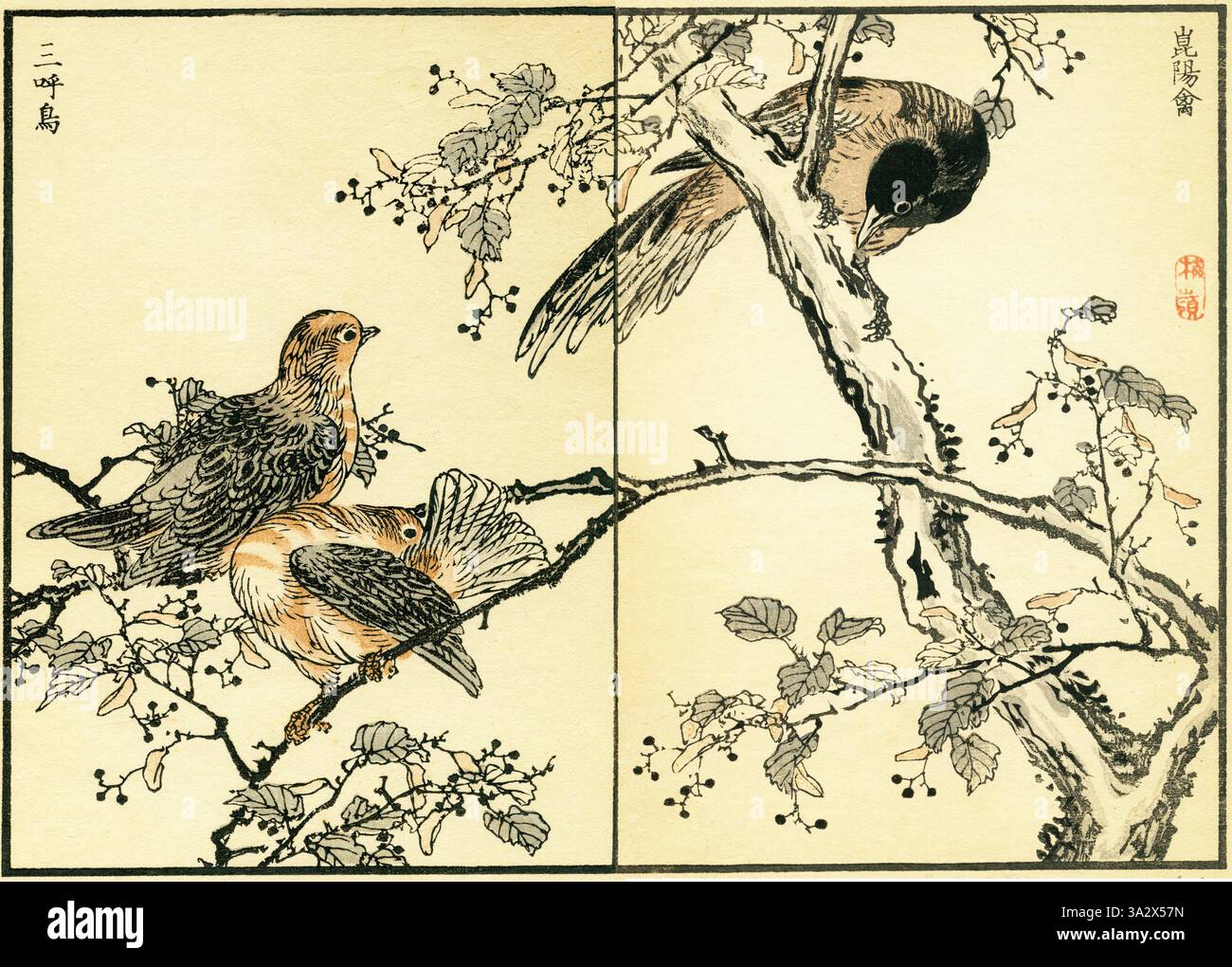 Lidth's jay and Oriental turtle dove, Lindens Tree ( Garrulus lidthi ...