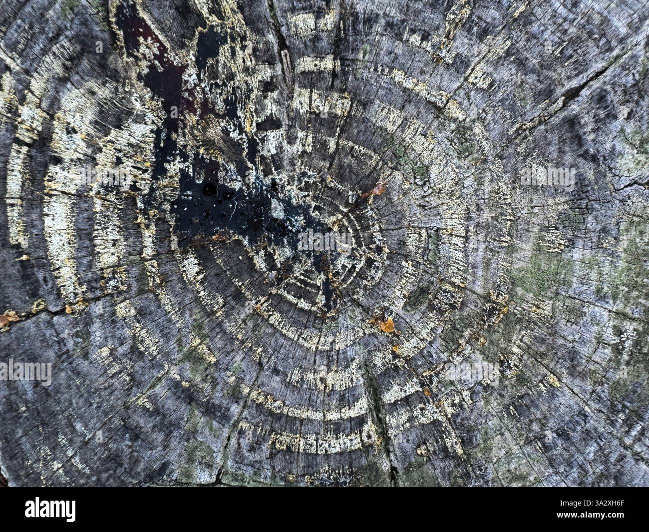 Close view of age rings on a tree stump showing nature's intricate ...