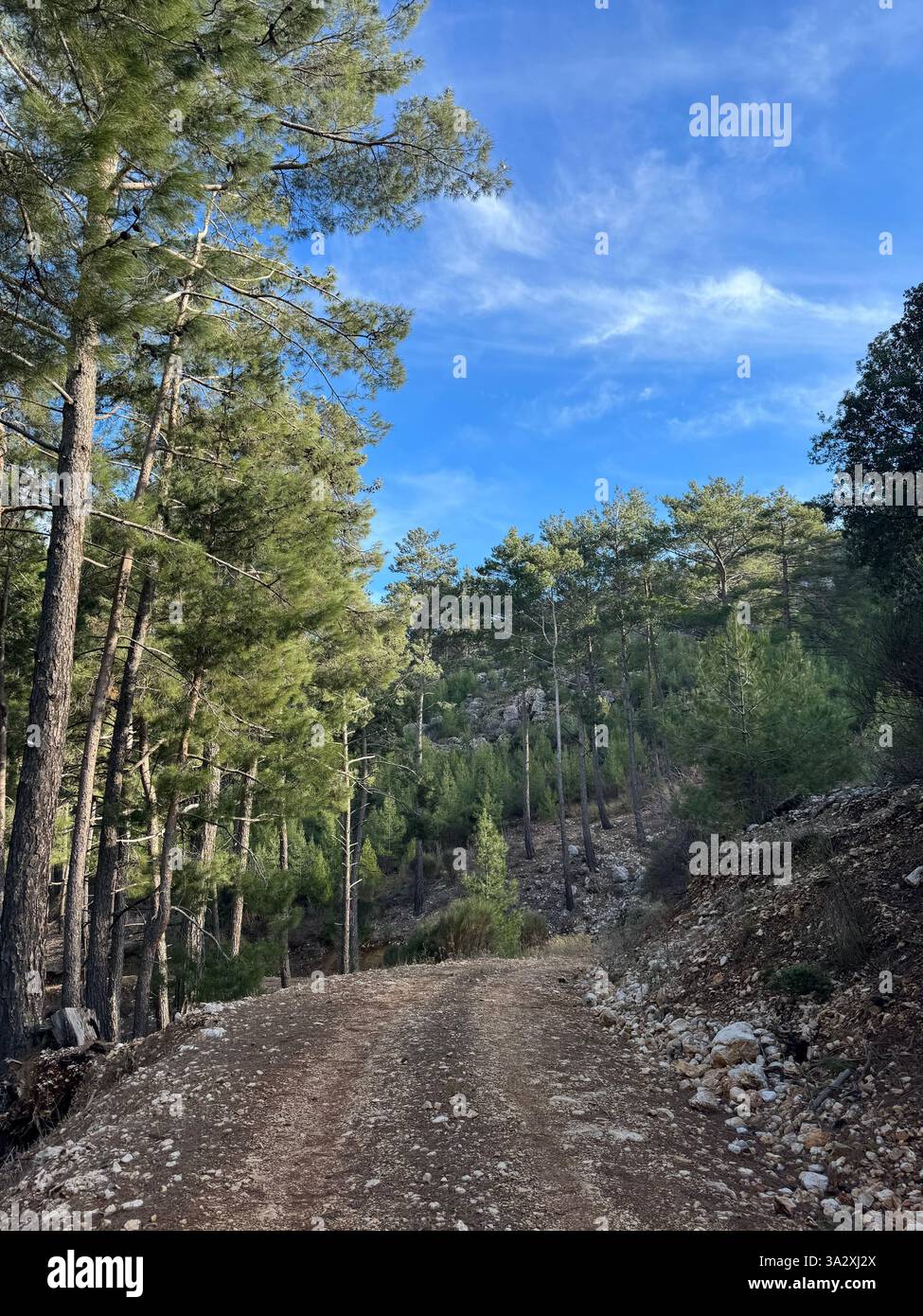 A dirt road meanders through a vibrant pine forest. Tall trees with green foliage line the path ...
