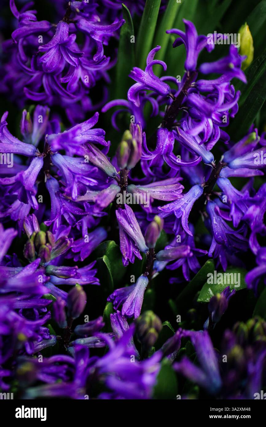Vertical spring background with purple hyacinths close-up Stock Photo ...