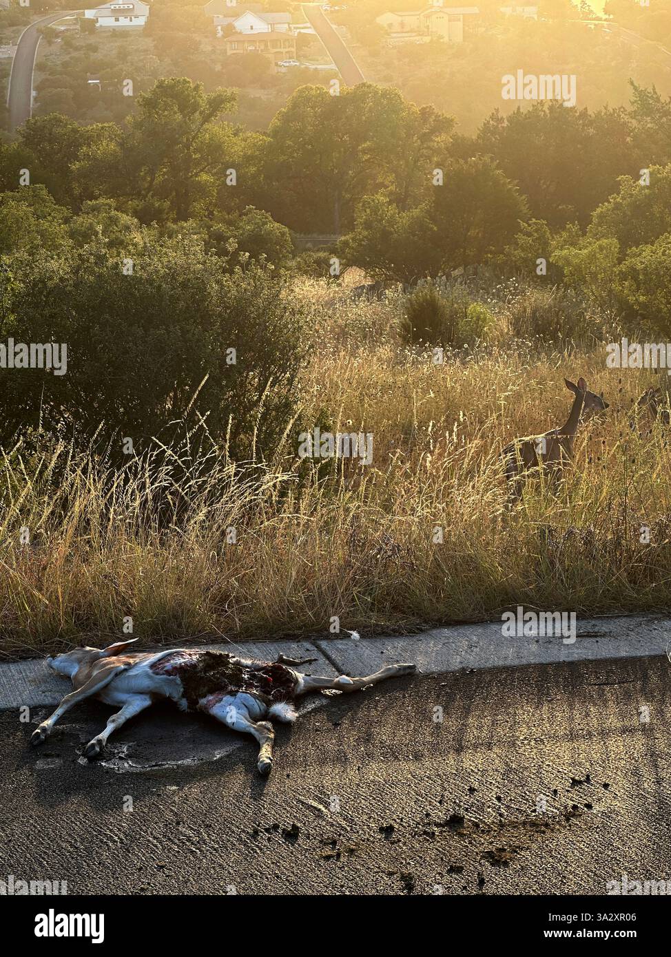 Dead watching hi-res stock photography and images - Alamy