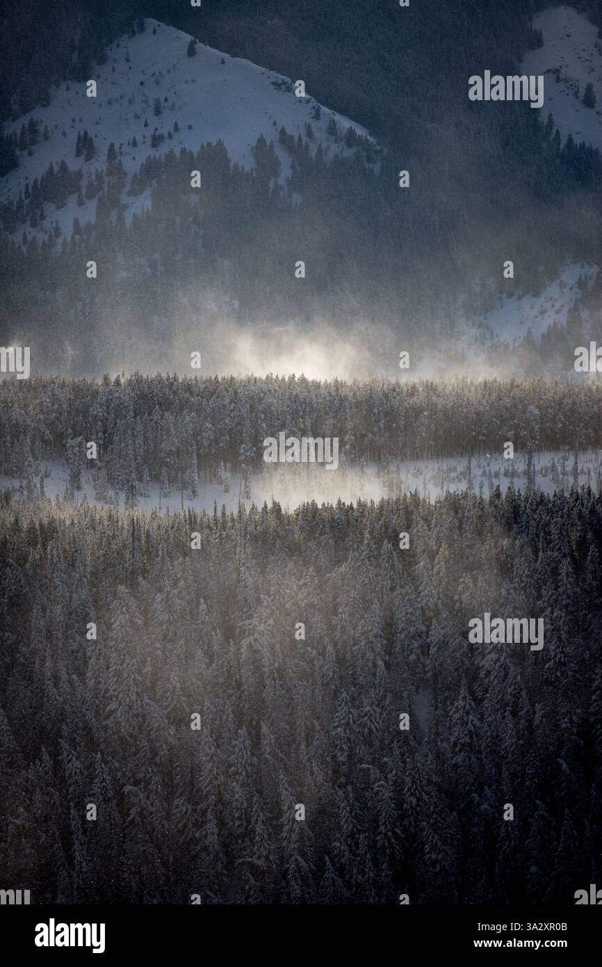 Wind blows snow from the trees in the mountains Stock Photo - Alamy