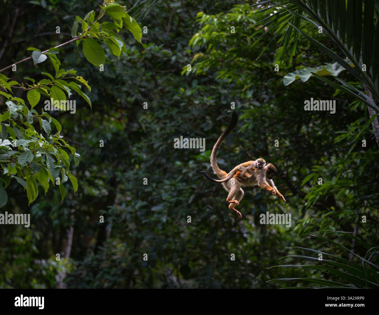 Monkey with baby jumping between tree branches in Costa Rica jungle ...
