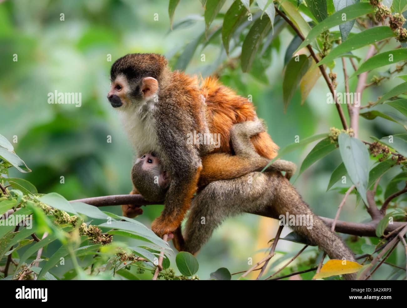 Mother and baby squirrel monkey on tree branch in Costa Rica Stock Photo - Alamy