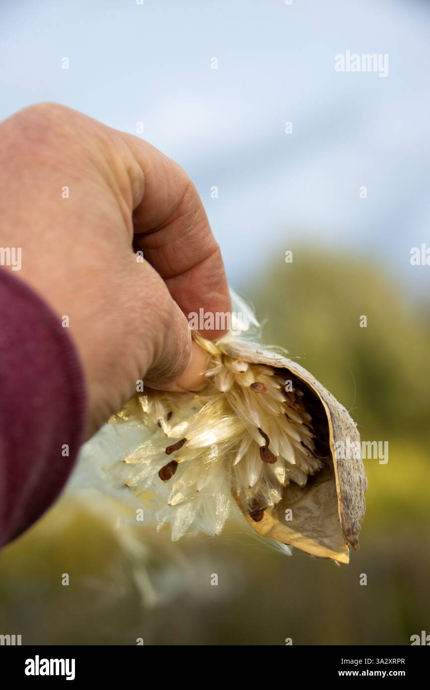A hand holds an open milkweed pod releasing fluffy seeds into the air ...