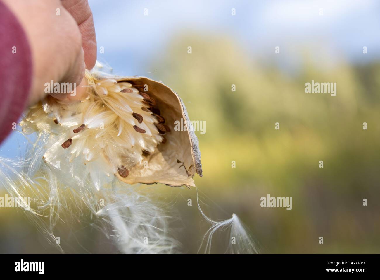 A hand holds an open milkweed pod releasing fluffy seeds into the air ...