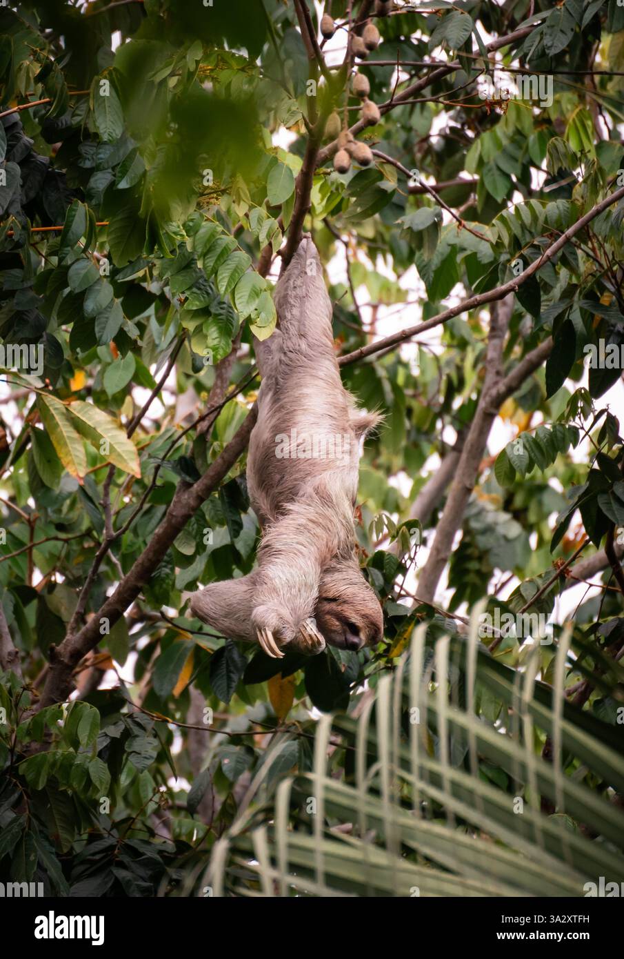 Three-toed sloth hanging upside down from tree in Costa Rica Stock ...