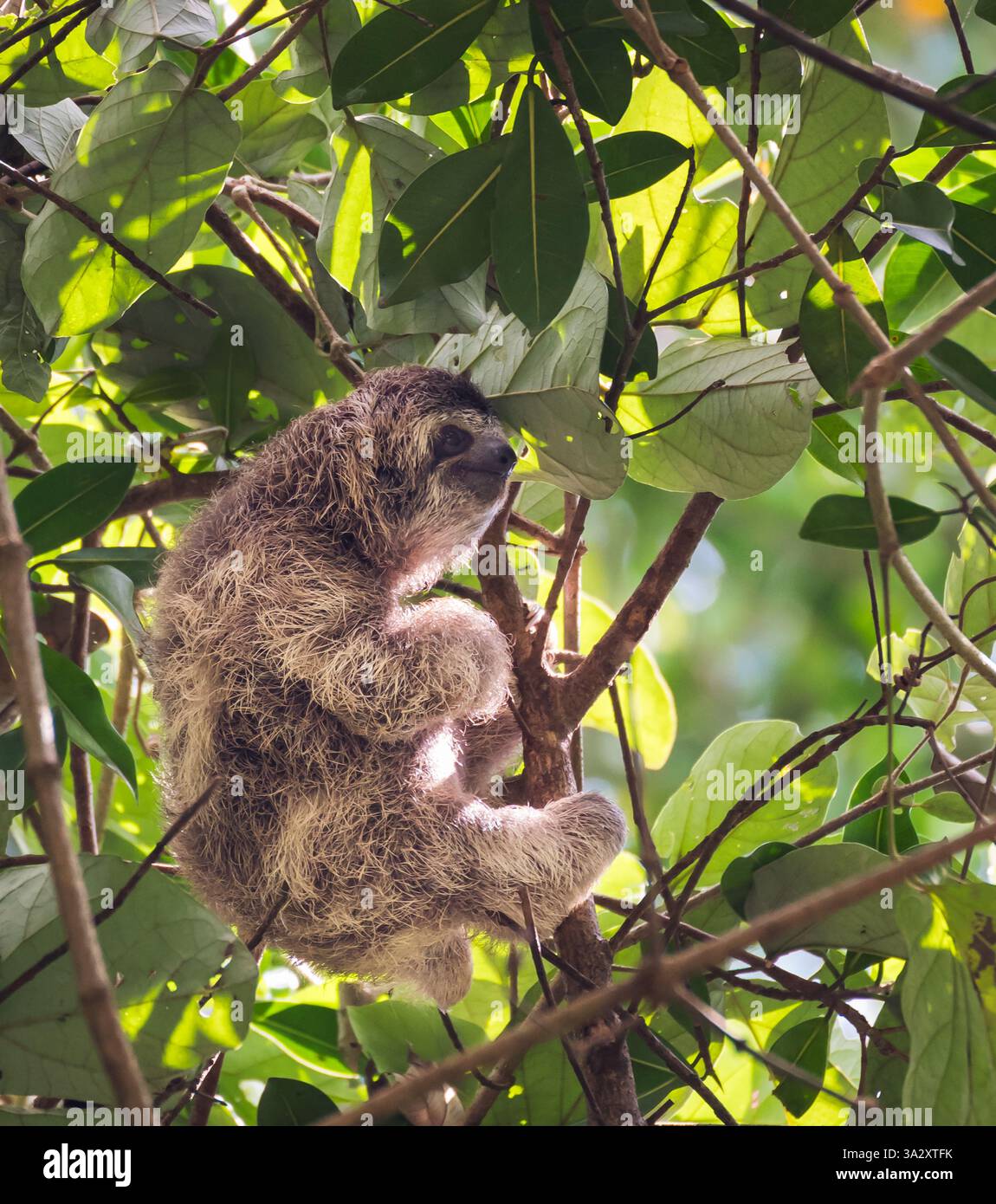 Baby three-toed sloth climbing among branches of tree in Costa Rica ...
