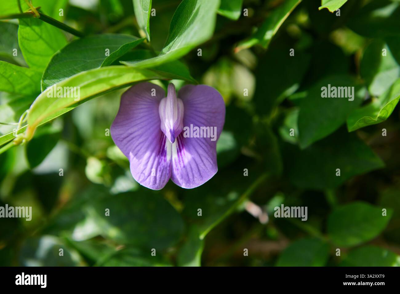 Close-up view of purple Centrosema pubescens Benth. flower Stock Photo ...