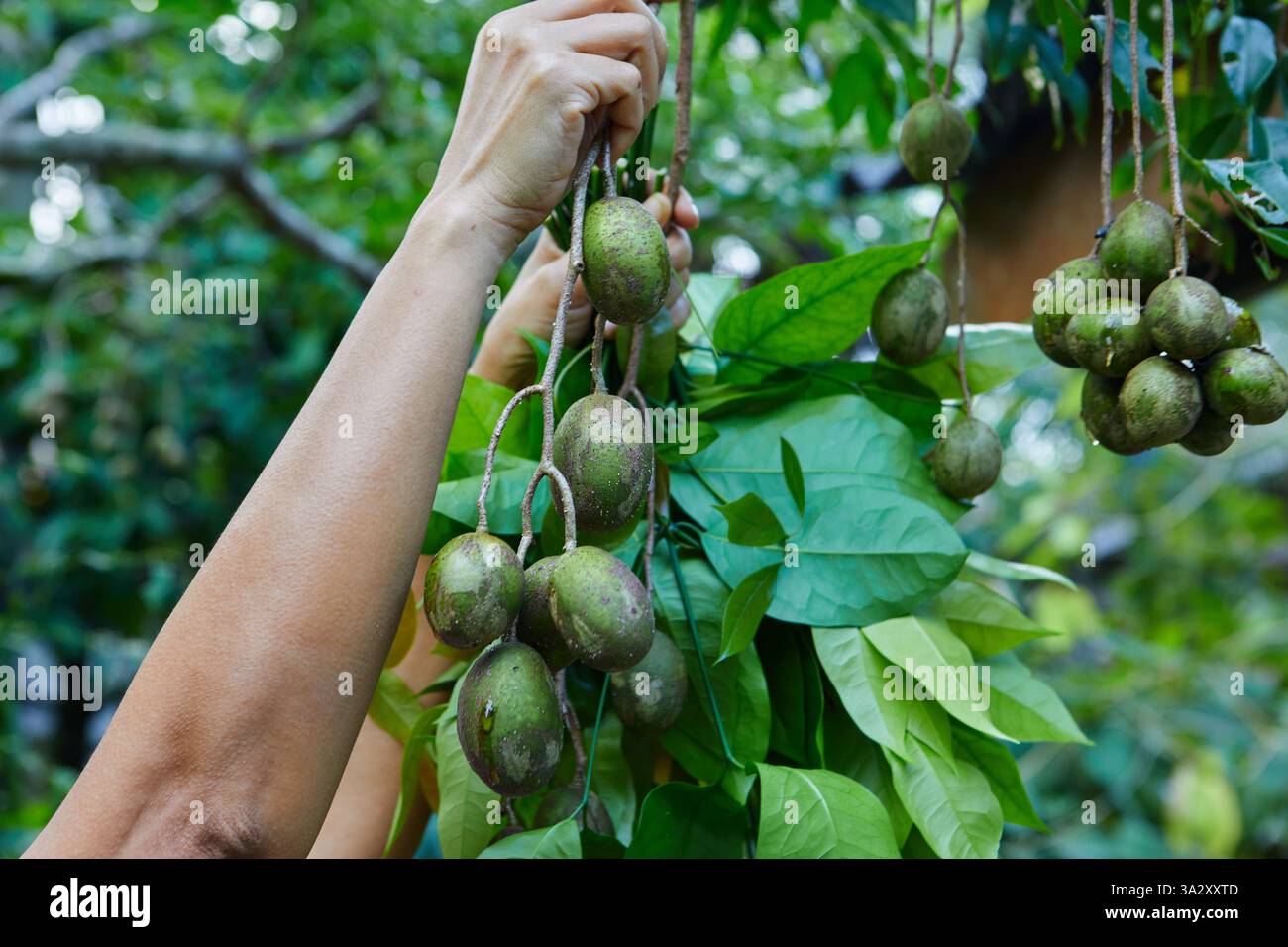 Jews plum hi-res stock photography and images - Alamy