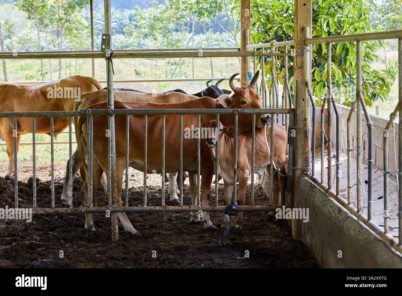 Muscle cow hi-res stock photography and images - Alamy