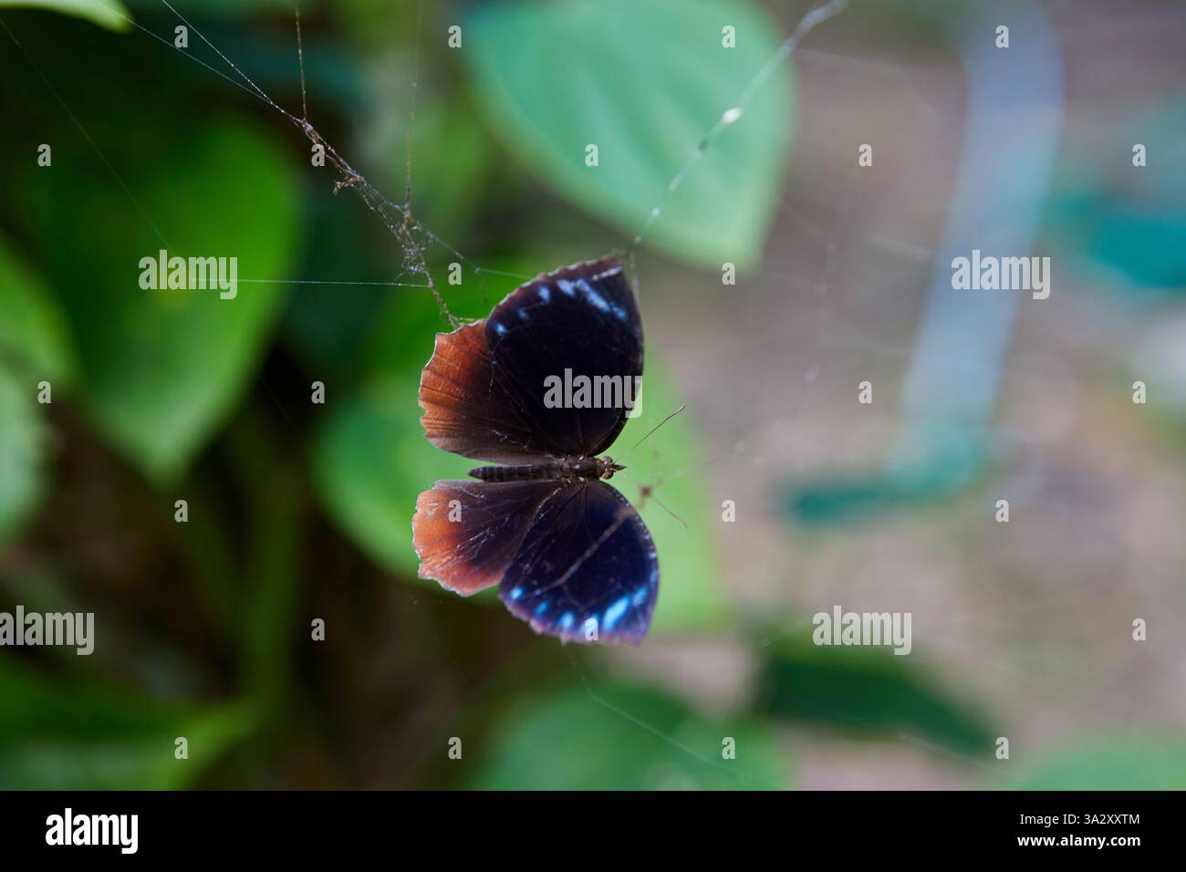 Stuck in a spider web hi-res stock photography and images - Alamy