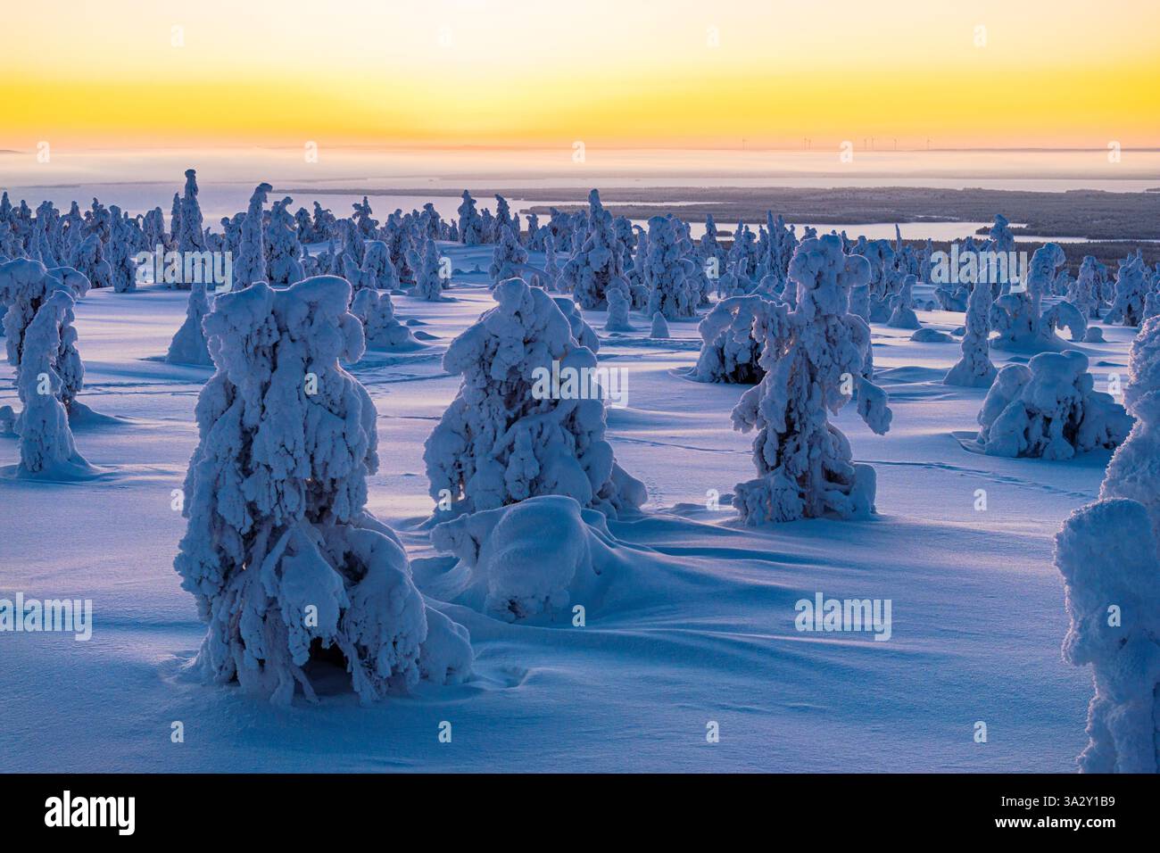 Frozen trees covered with snow, Finnish Lapland Stock Photo - Alamy