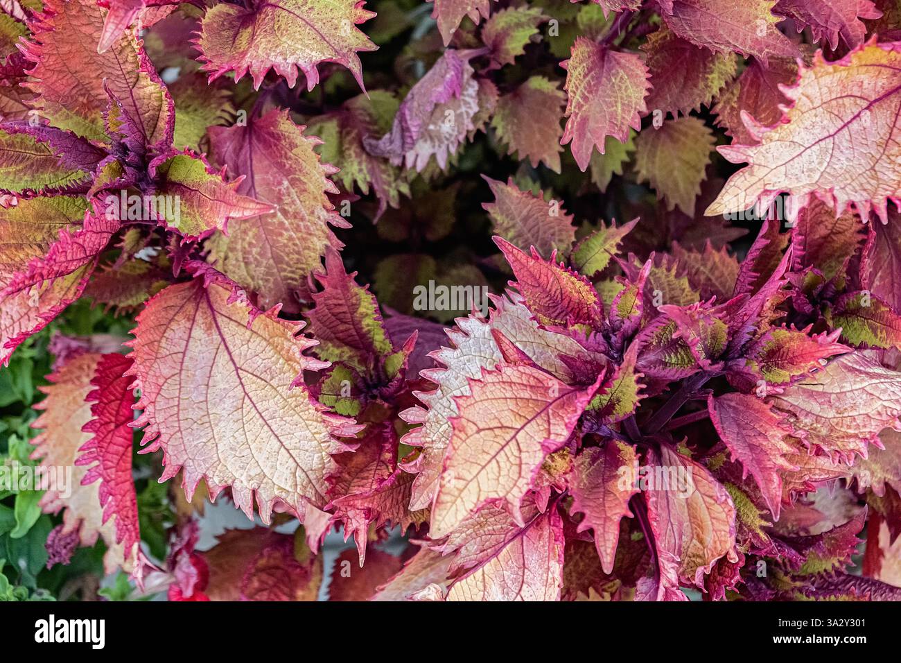 Garden coleus plants with bright red leaves cover themselves with a ...