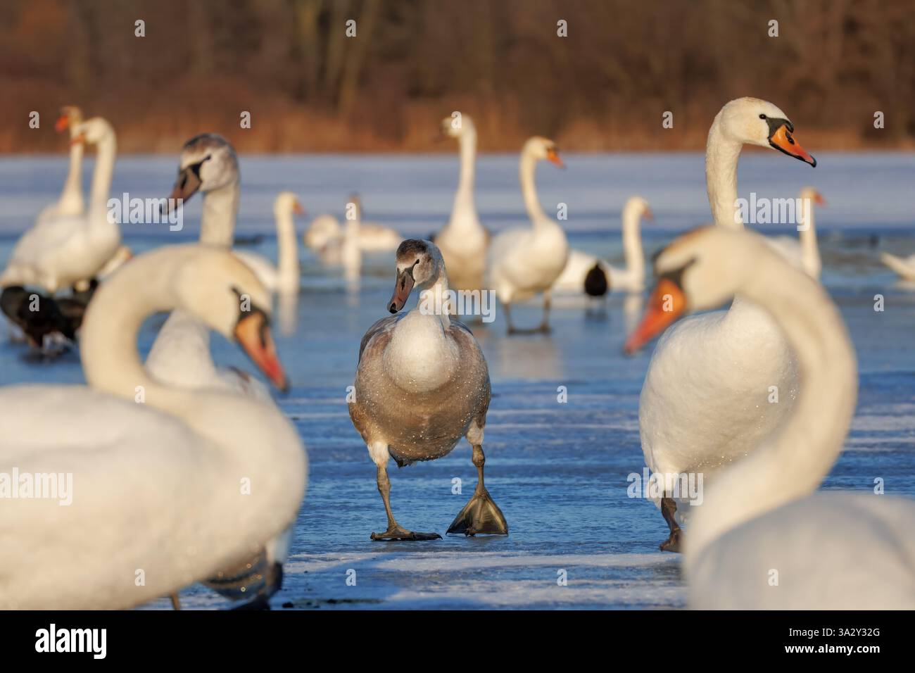 Flock mute swans in hi-res stock photography and images - Alamy