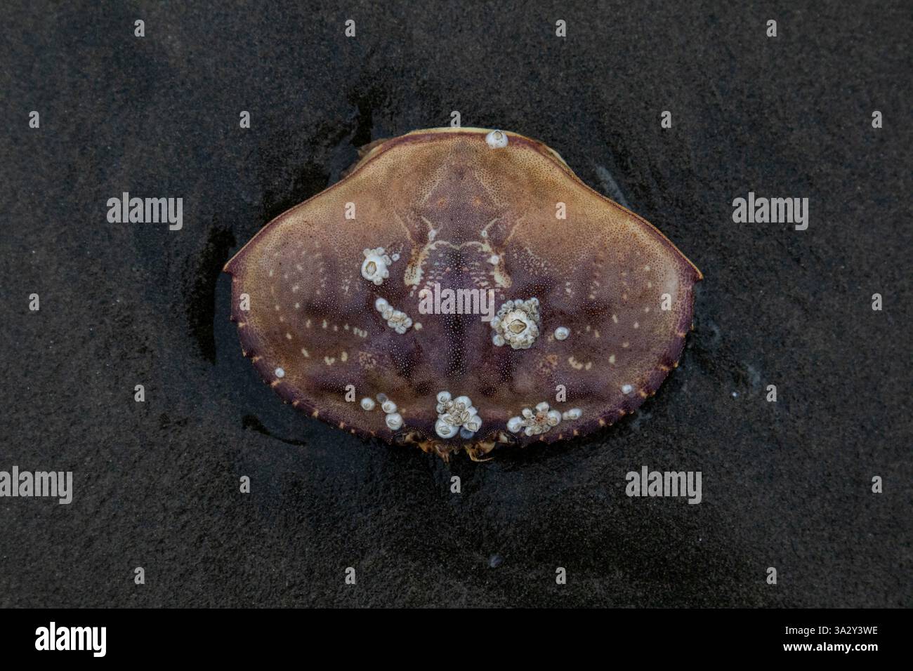 Barnacles beach hi-res stock photography and images - Alamy