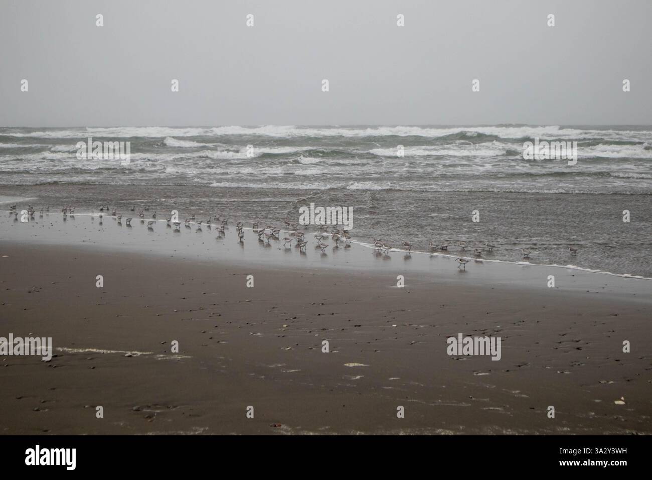 Sanderlings shorebirds along coastline during storm, Ocean Beach Stock ...