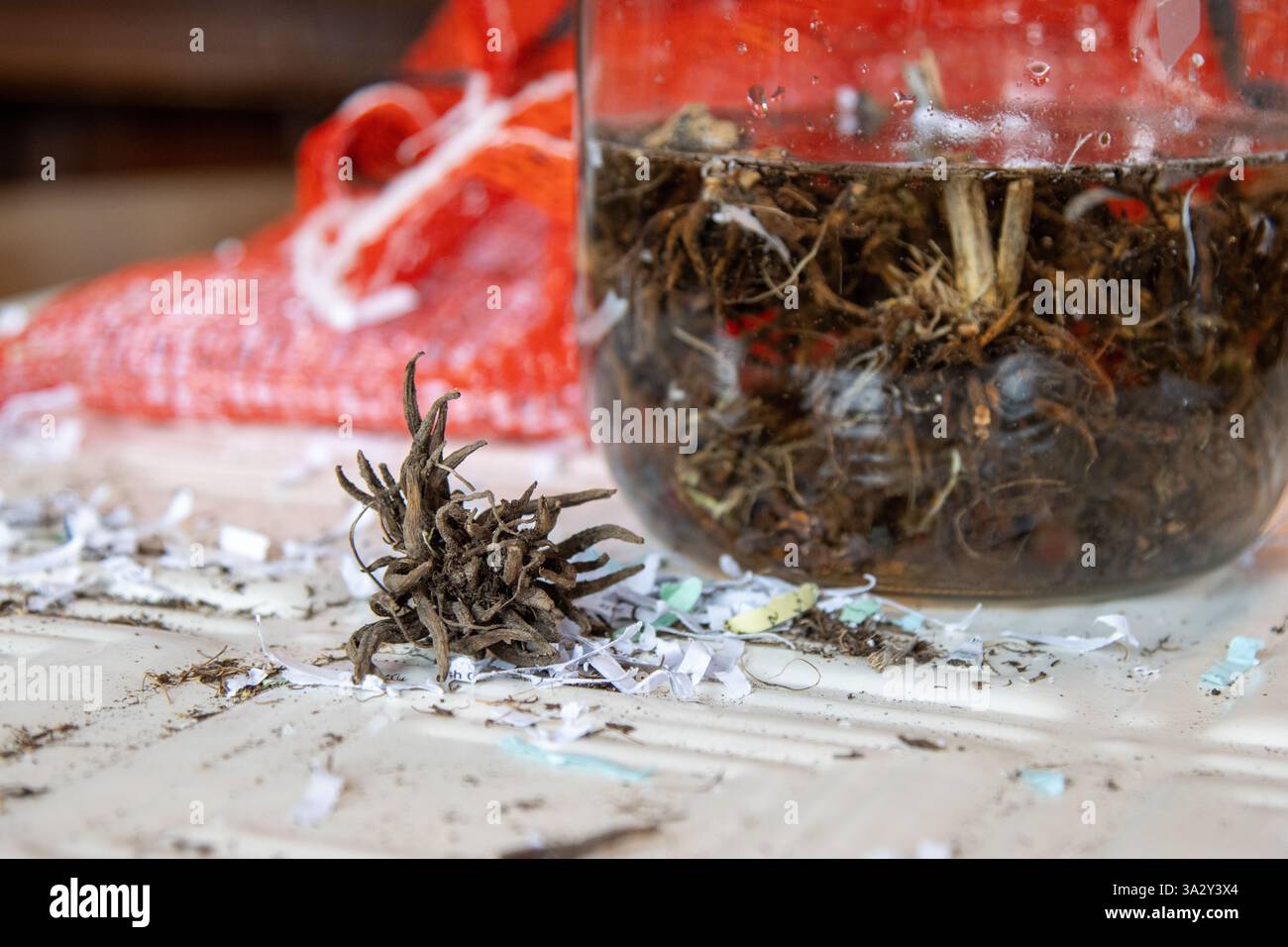 A dry ranunculus corm and others soaking ready for spring planting ...