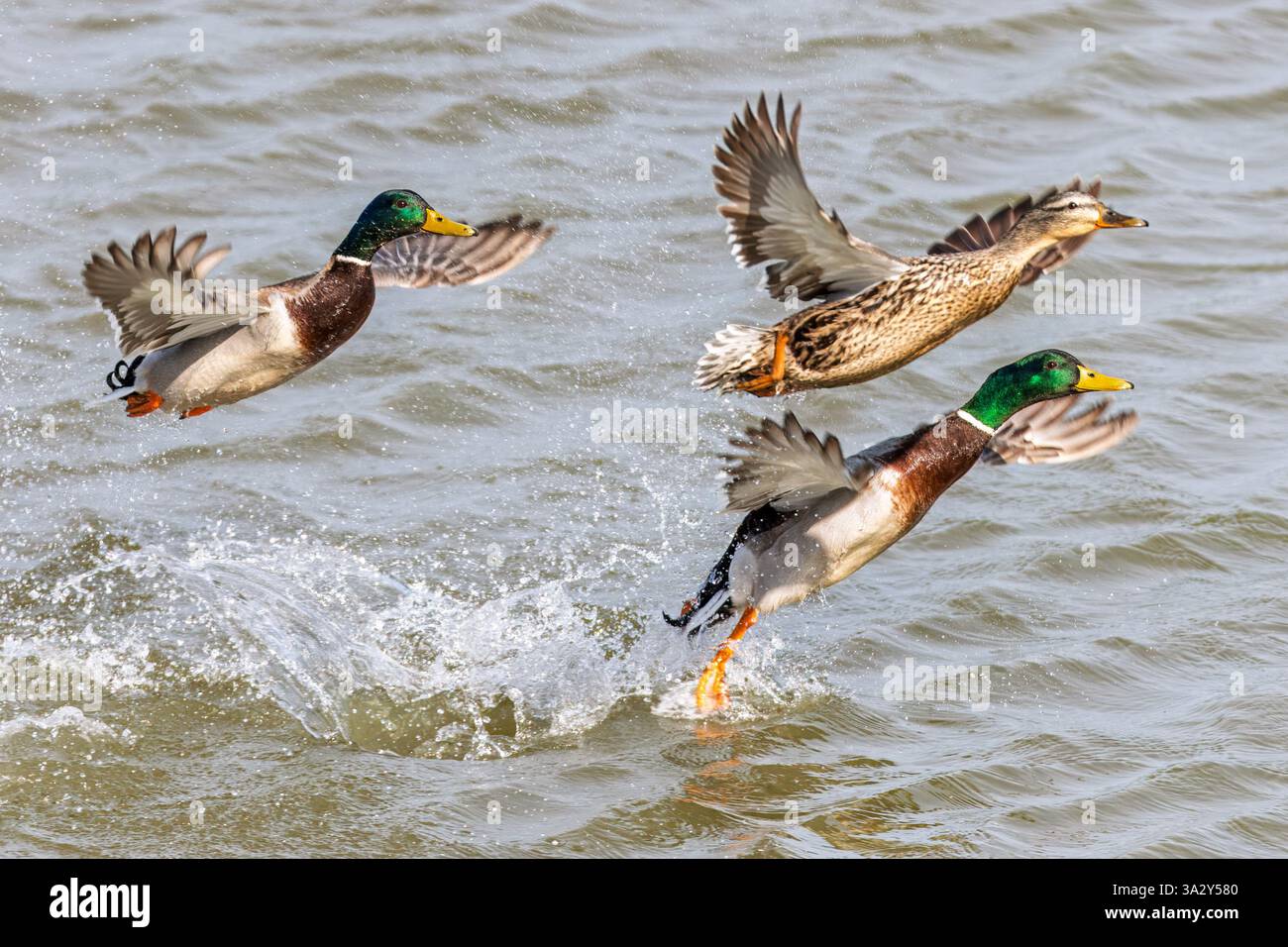 Males & Female, Mallard, RSPB Wallasea Island Nature Reserve, Essex, UK ...