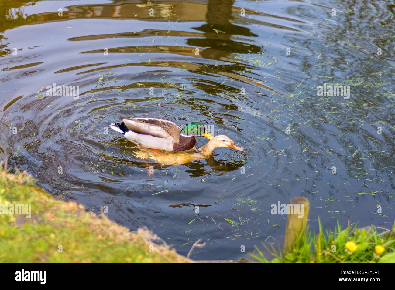 Mallard Ducks Mating on the Water Stock Photo - Alamy