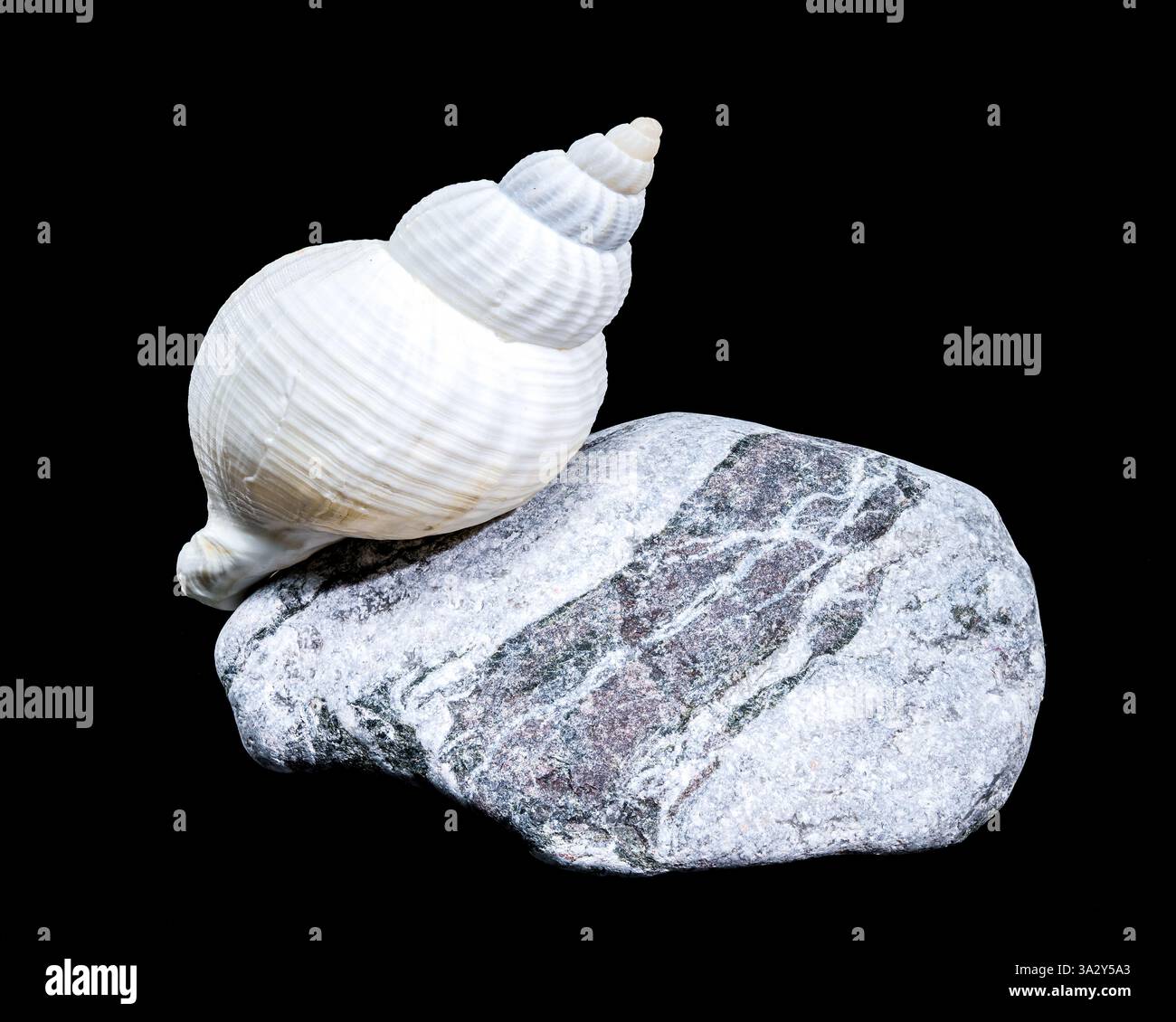 A white Buccinum undatum shell with an open aperture resting on ...