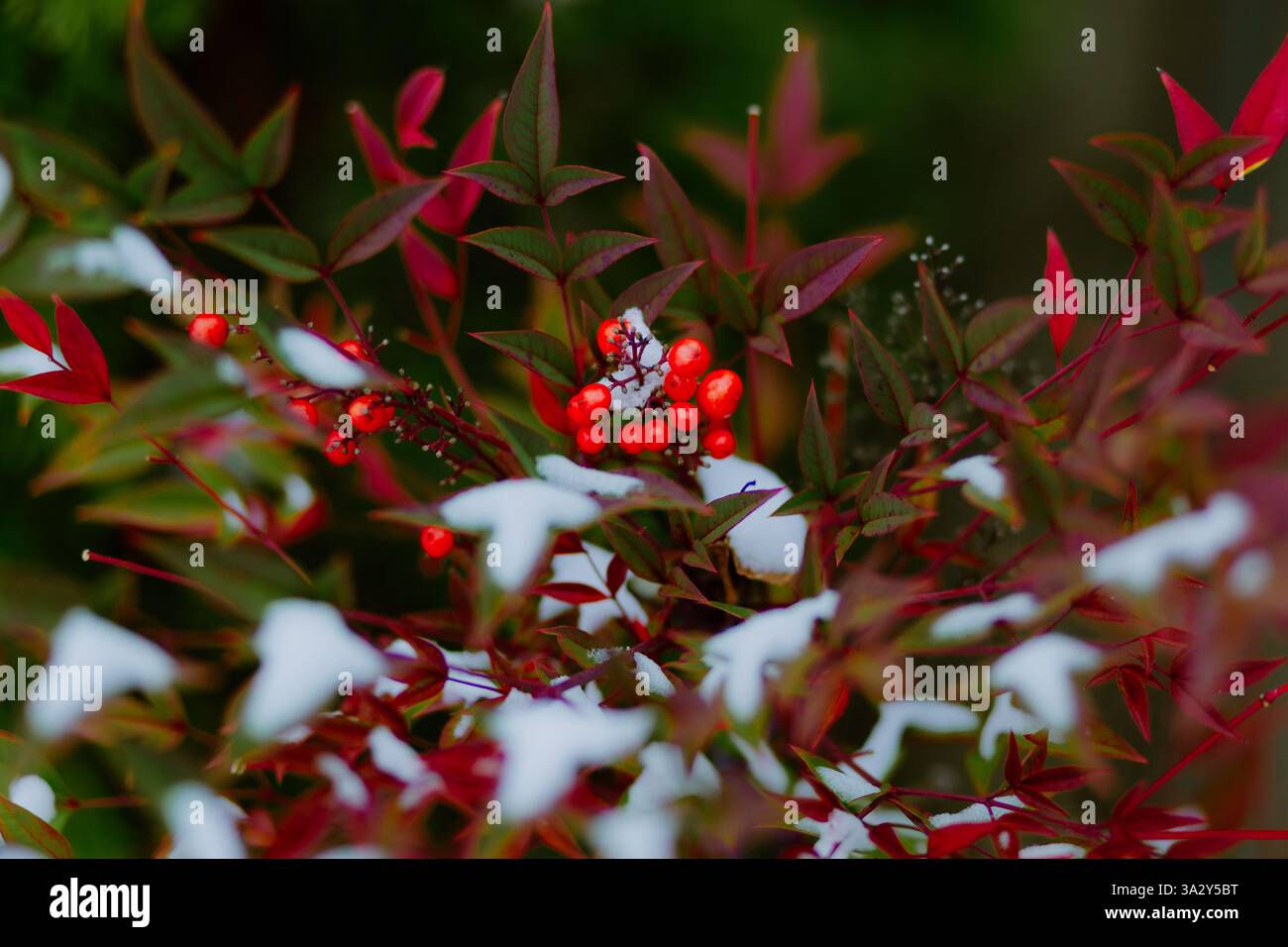 Red berries on a snowy bush with vibrant winter foliage Stock Photo - Alamy